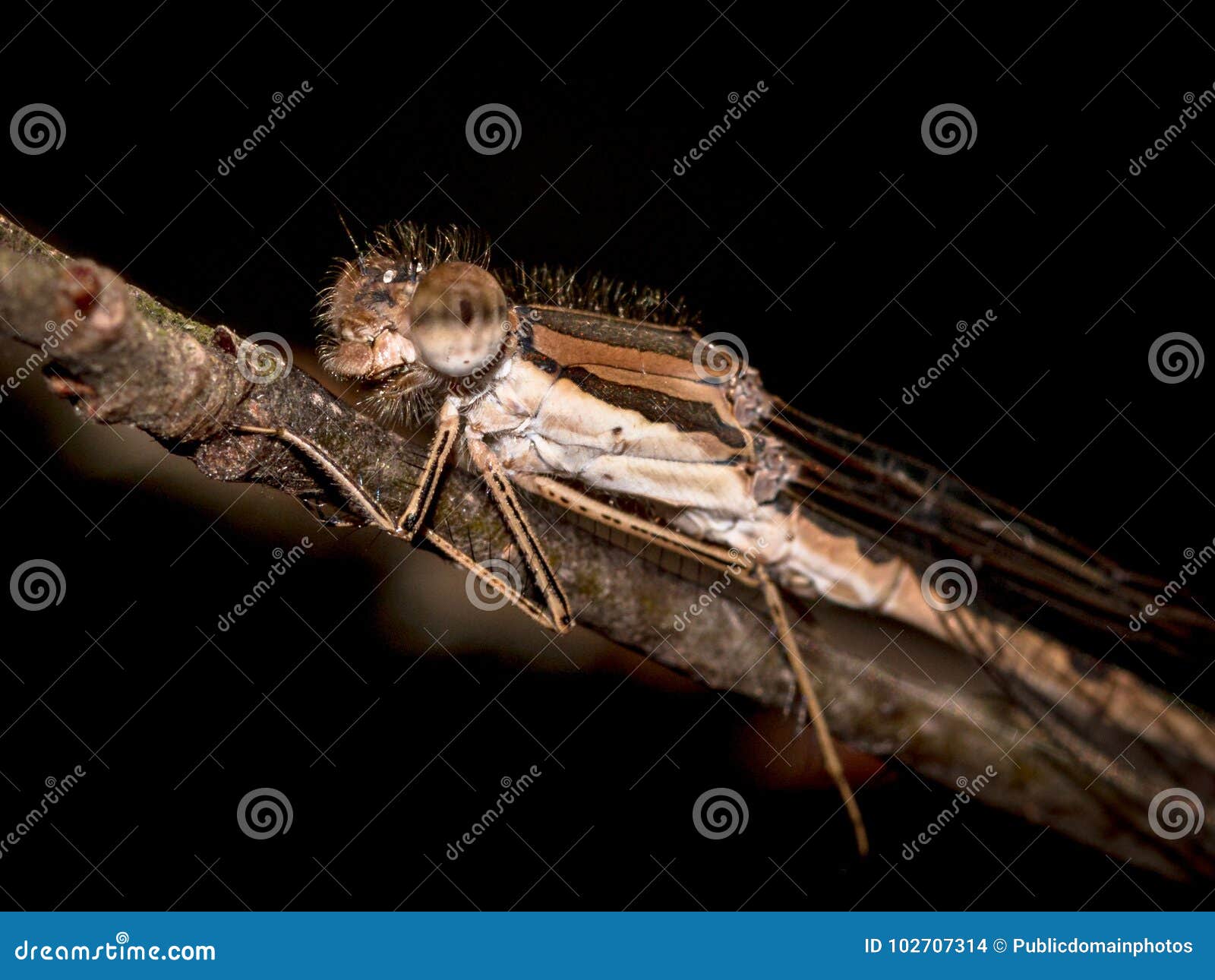 Insektera Invertebrat Makrofoto Bild. Bild: 102707314