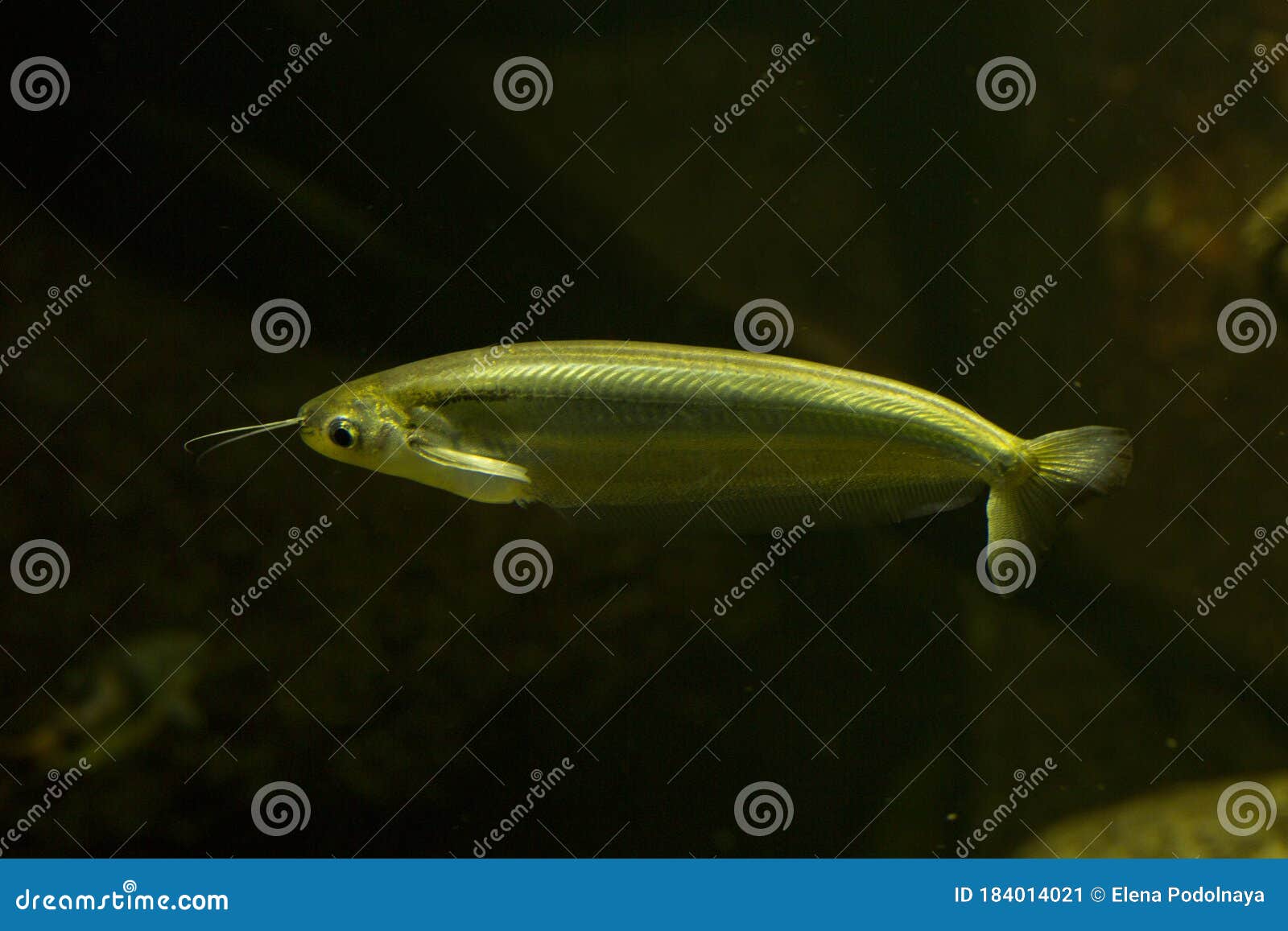 Kryptopterus Cryptopterus Stock Photos - Free & Royalty-Free Stock ...