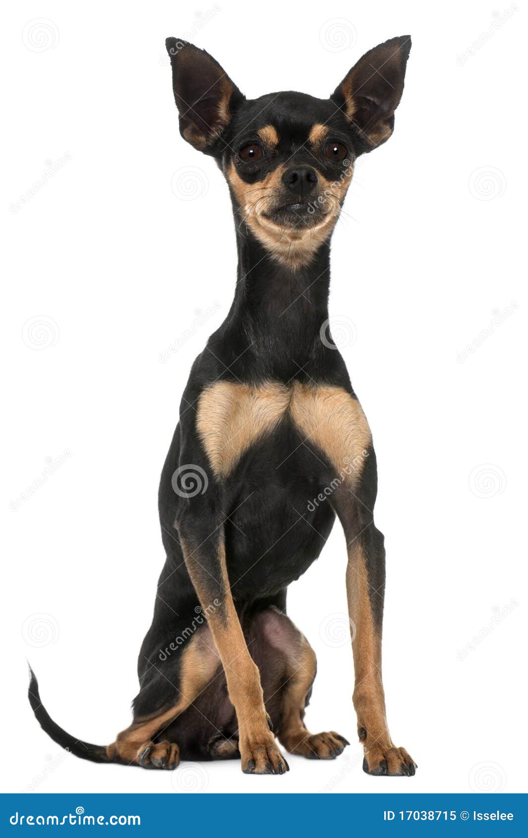 Krysarik De Prague Ratter Ou De Prazsky Image stock - Image du longueur ...