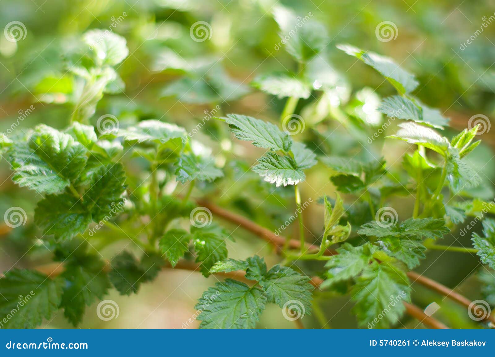 Krzak malina obraz stock. Obraz złożonej z ziołowy, malinka - 5740261