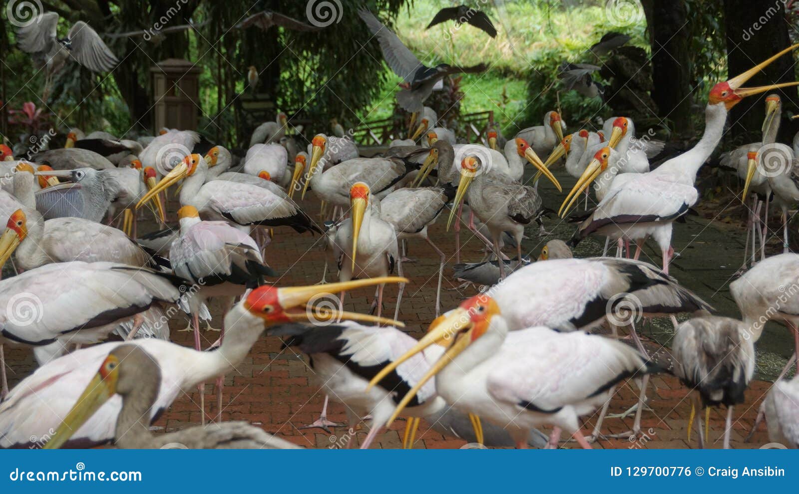 Kuala Lumpur Bird Park - World Largest Free Flight Aviary Stock Photo ...