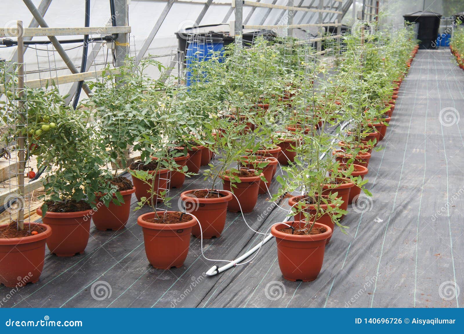 The Tomato Plants are Planted by Fertigation Method. Editorial Photo ... The Tomato Plants are Planted by Fertigation Method. Editorial Photo ...