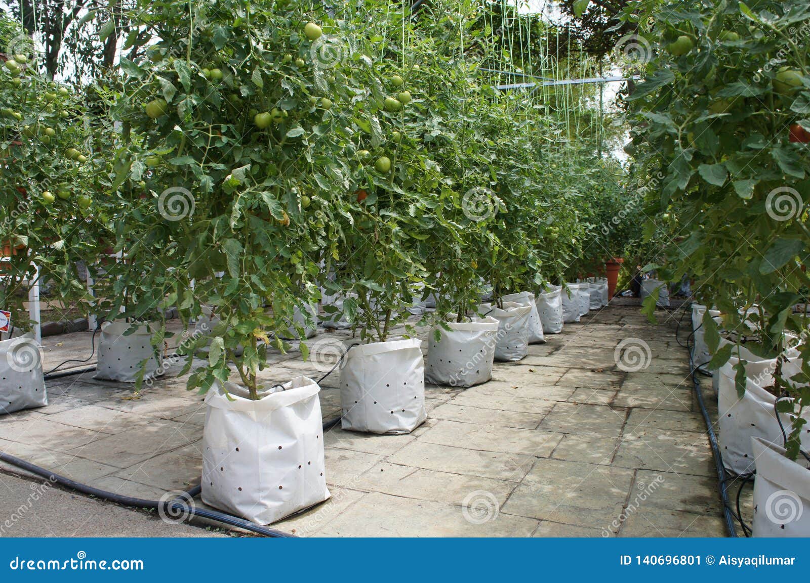 The Tomato Plants are Planted by Fertigation Method. Editorial Photo ... The Tomato Plants are Planted by Fertigation Method. Editorial Photo ...