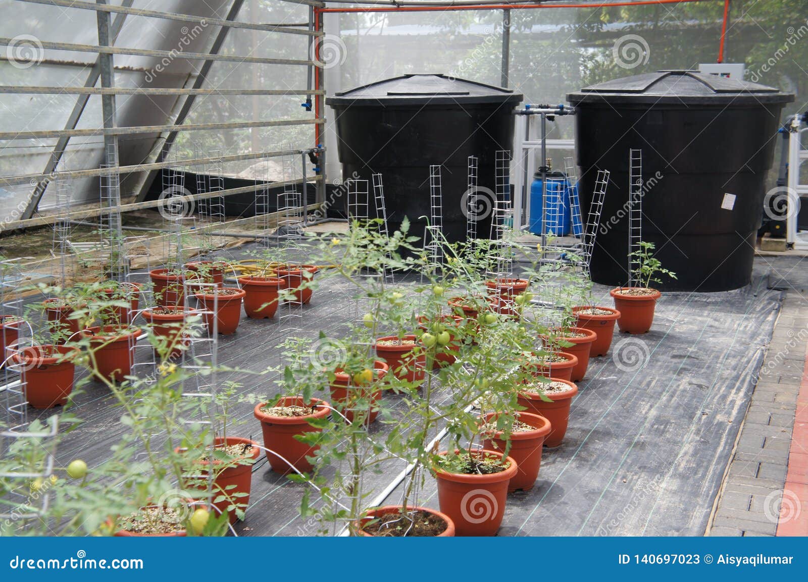 The Tomato Plants are Planted by Fertigation Method. Editorial Stock ... The Tomato Plants are Planted by Fertigation Method. Editorial Stock ...