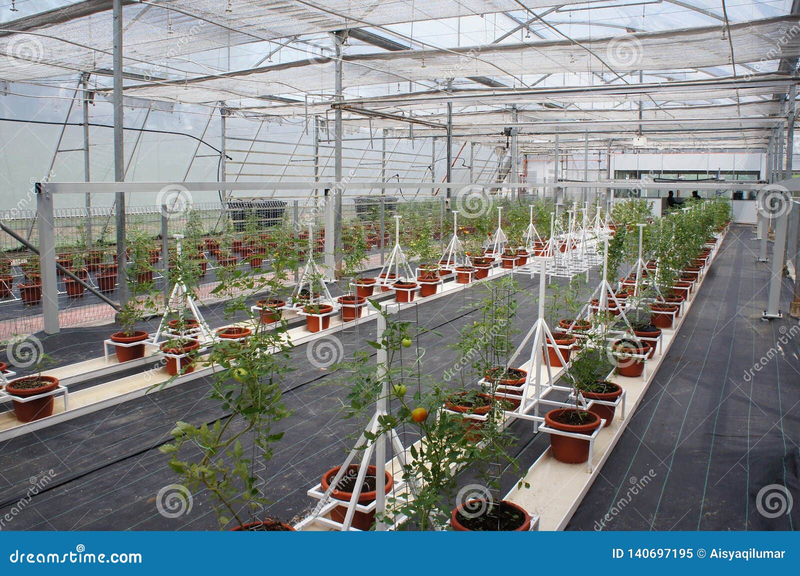 The Tomato Plants are Planted by Fertigation Method. Editorial Image ... The Tomato Plants are Planted by Fertigation Method. Editorial Image ...