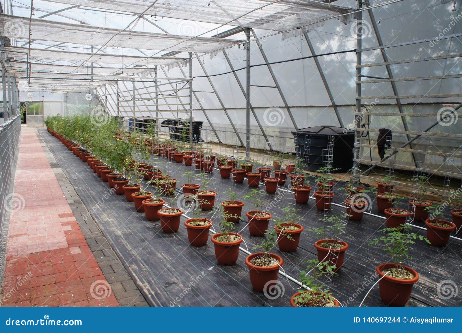The Tomato Plants are Planted by Fertigation Method. Editorial Stock ... The Tomato Plants are Planted by Fertigation Method. Editorial Stock ...