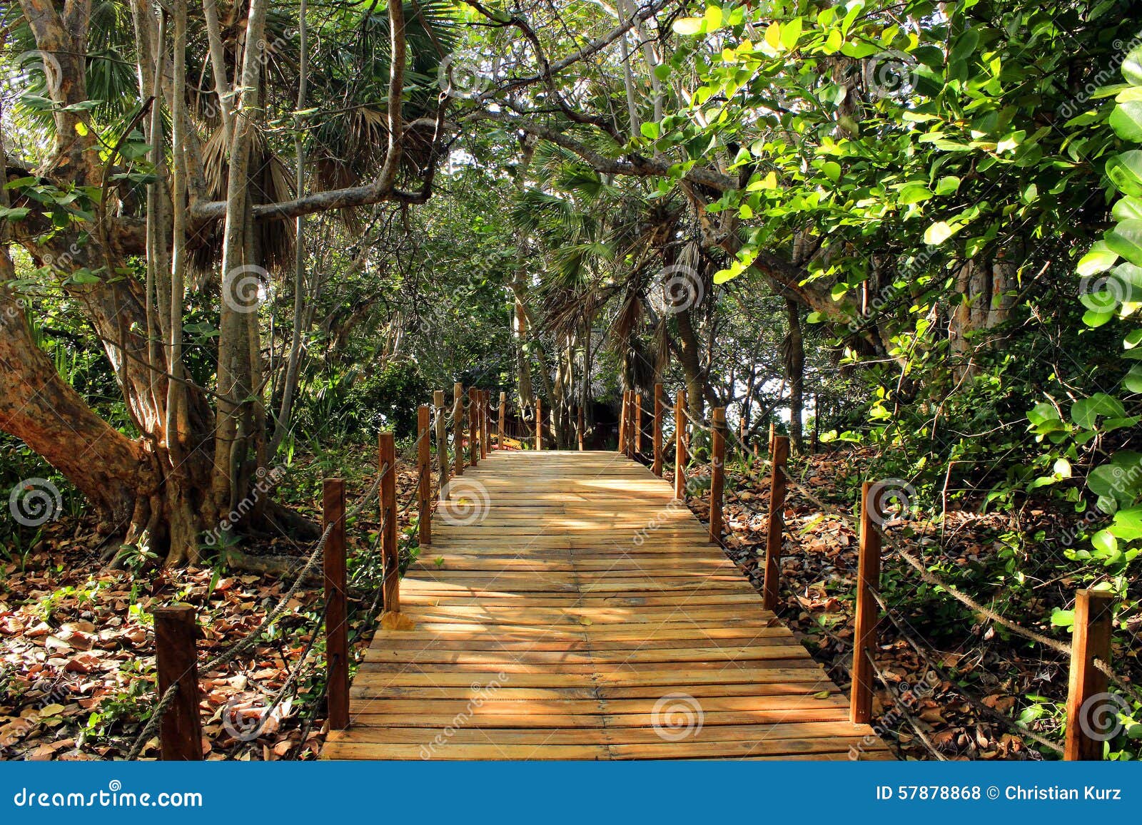 Kuba jungle stock photo. Image of beautiful, cuba, rural - 57878868