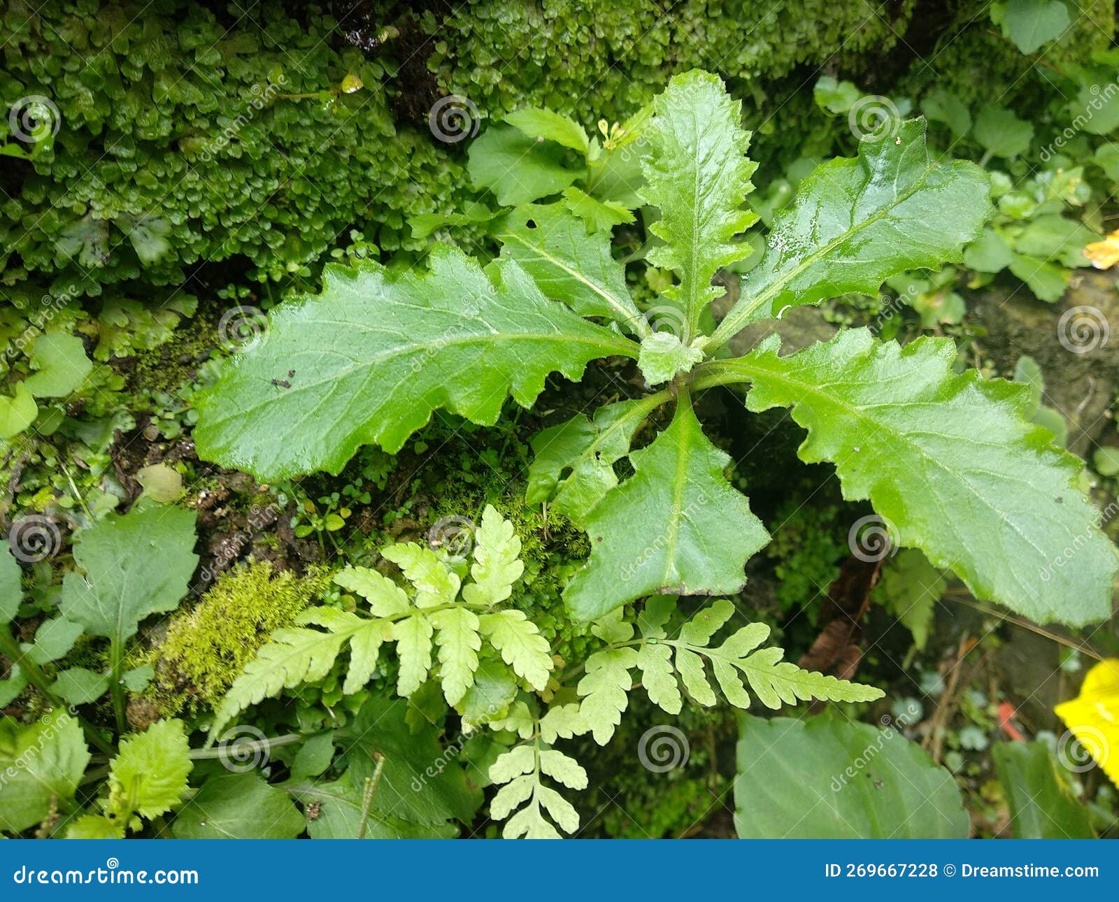 Kuban Mandelan Vegetables Grow Naturally, Wonosobo, Central Java ...