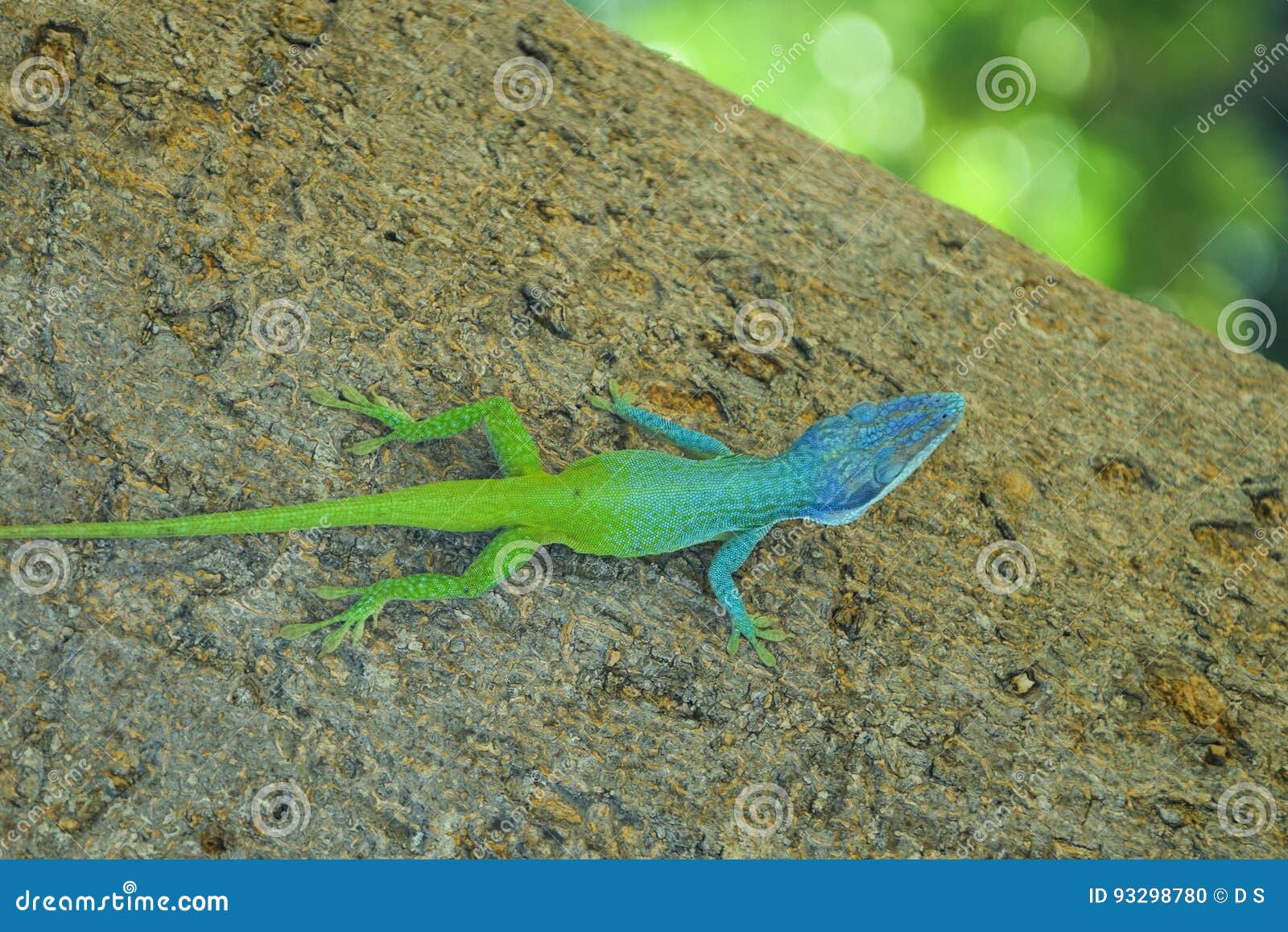 Kubanischer Gecko stockfoto. Bild von tier, baum, reisen - 93298780