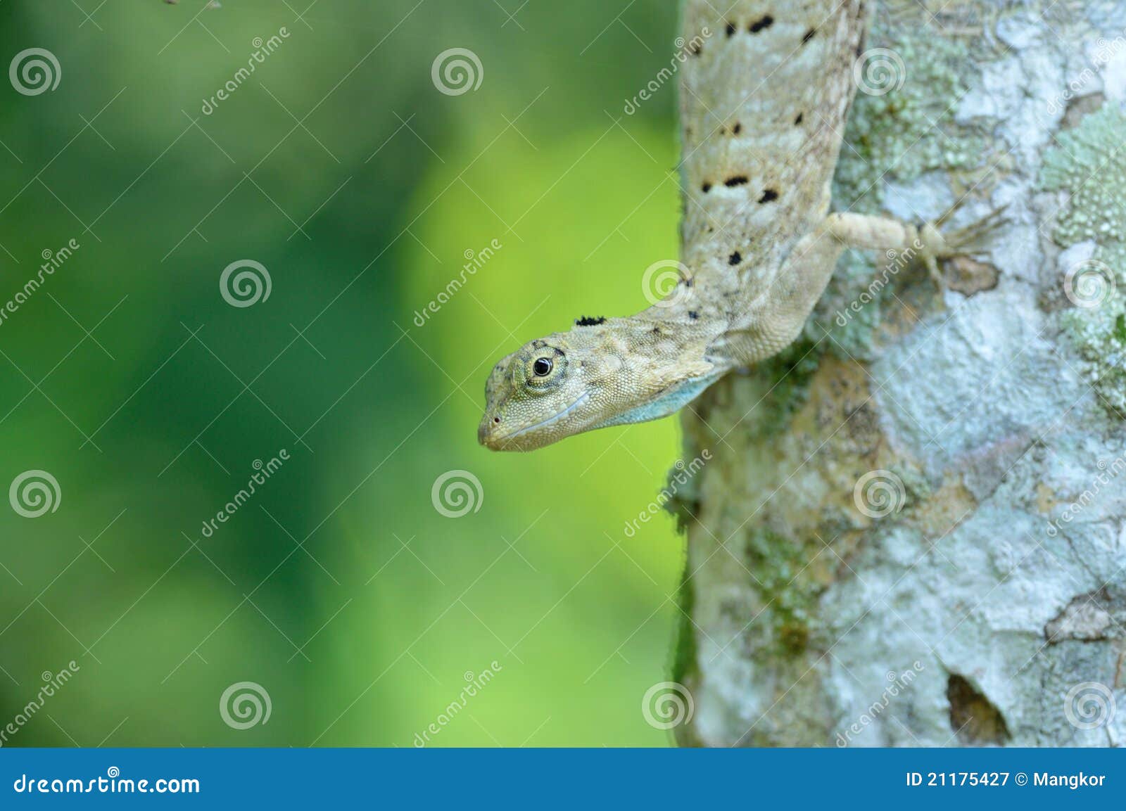 Kubin de Cicak imagen de archivo. Imagen de lagarto, fondo - 21175427