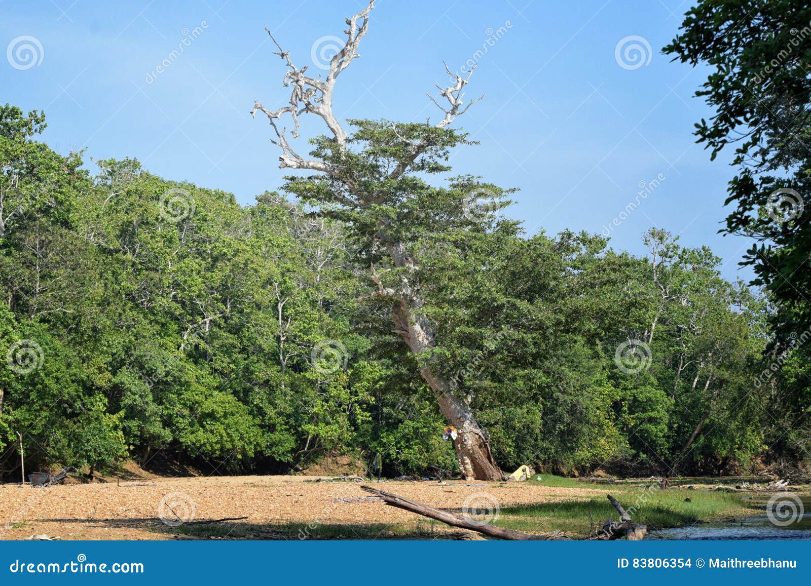 Kubuk Tree stock photo. Image of manik, bathing, spot - 83806354