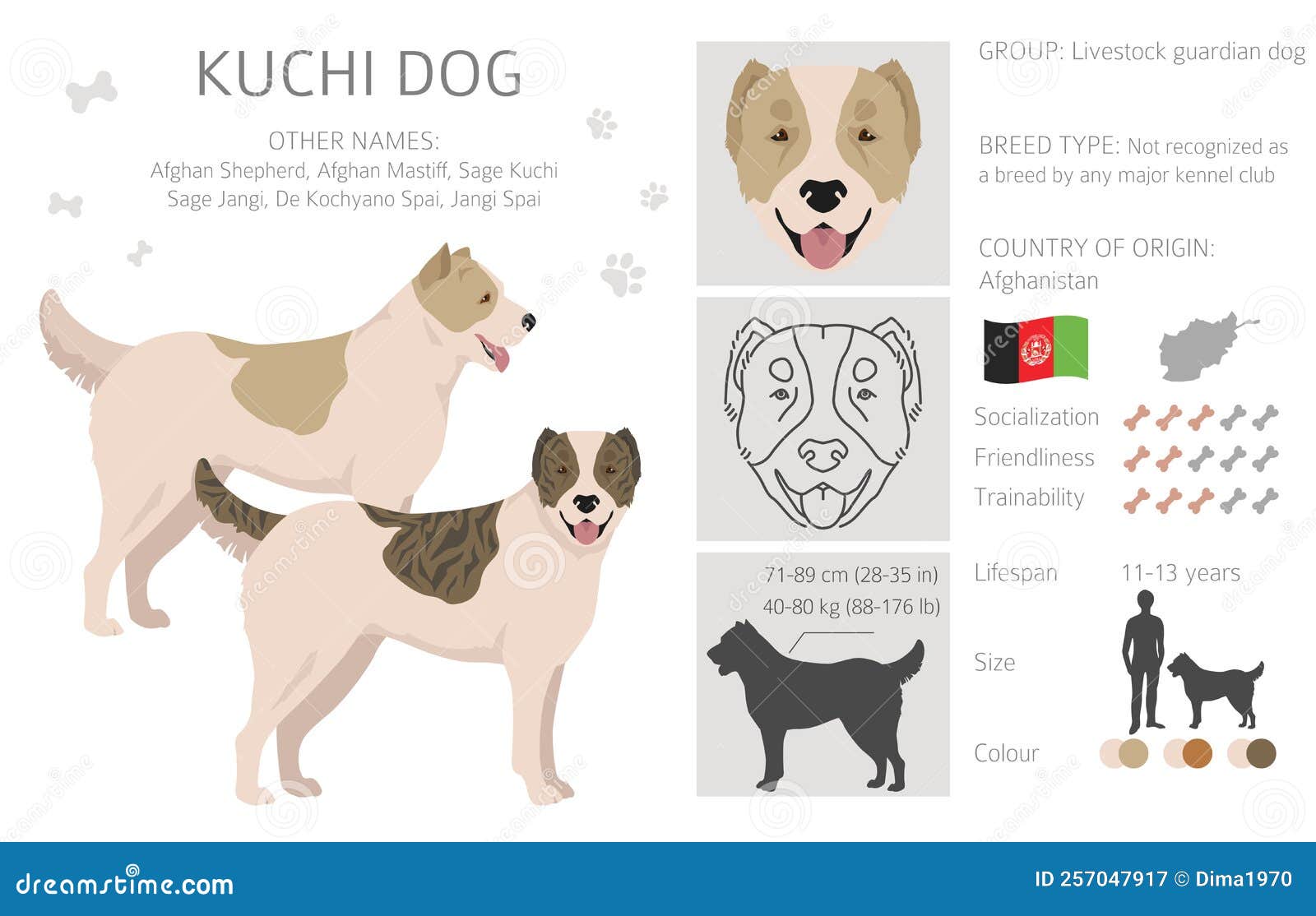 Kuchi Dog Clipart. Different Coat Colors Set Stock Vector ...