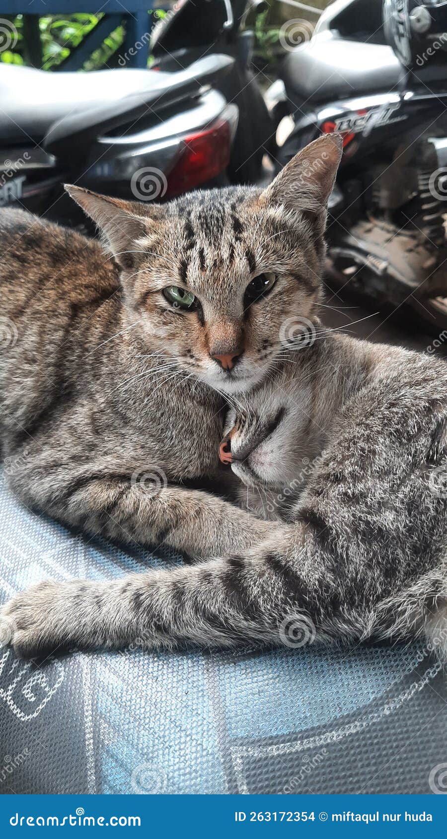 Kucing cat stock photo. Image of wallpaper, love, kucing - 263172354