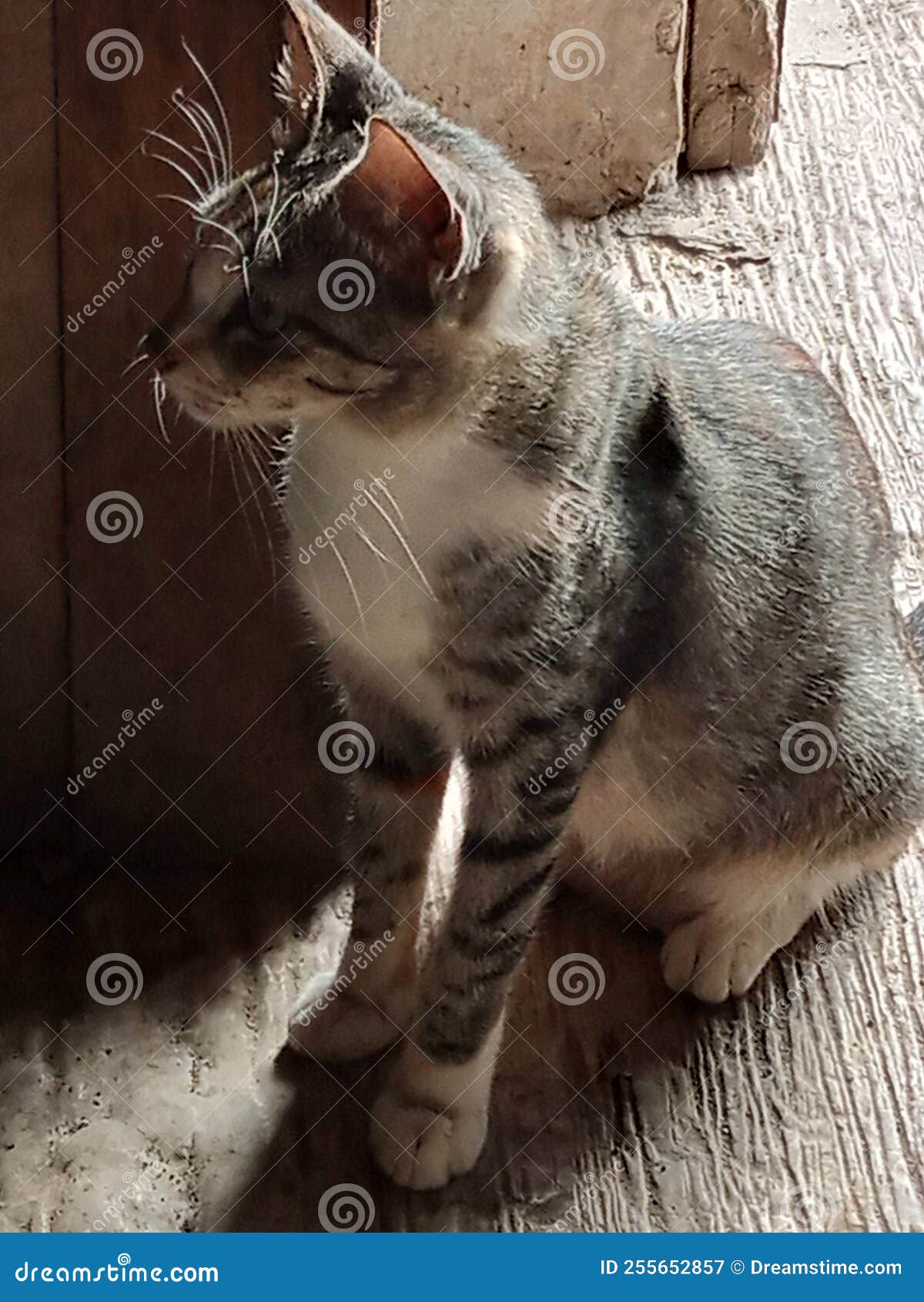 Kucing cat hewan stock image. Image of snout, whiskers - 255652857