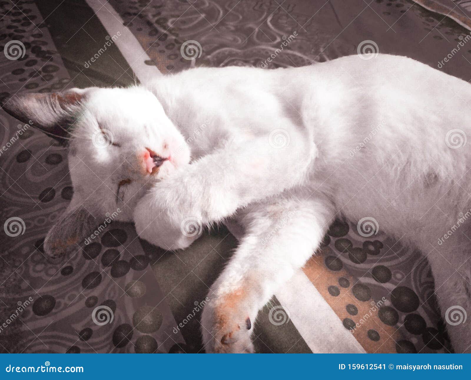 Kucing tidur stock image. Image of animal, tidur, sleep - 159612541