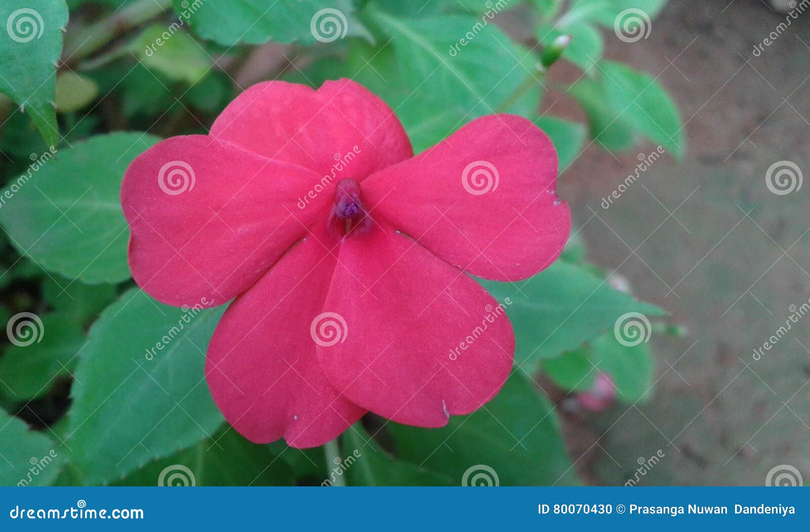 Kudalu flower stock photo. Image of flower, kudalu, pink - 80070430
