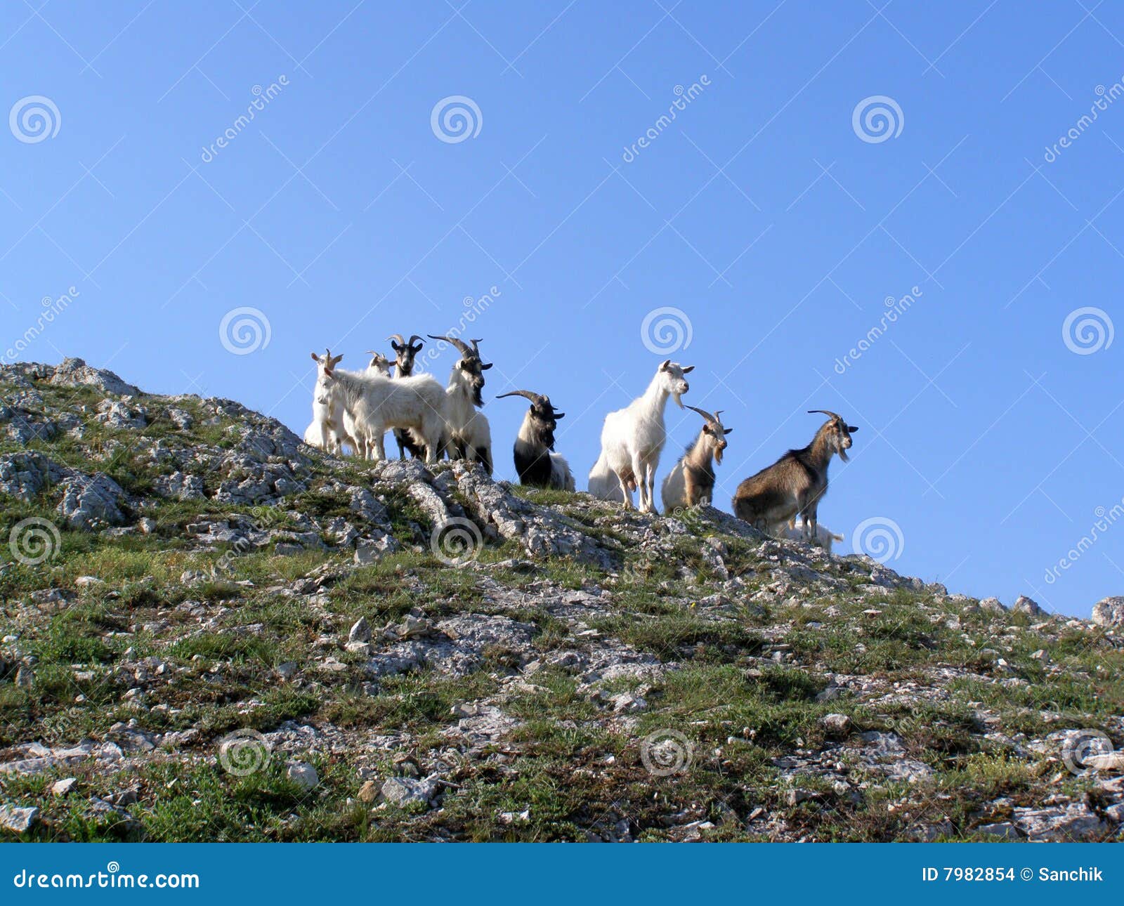 Kudde van berggeiten stock foto. Image of weiland, geiten - 7982854