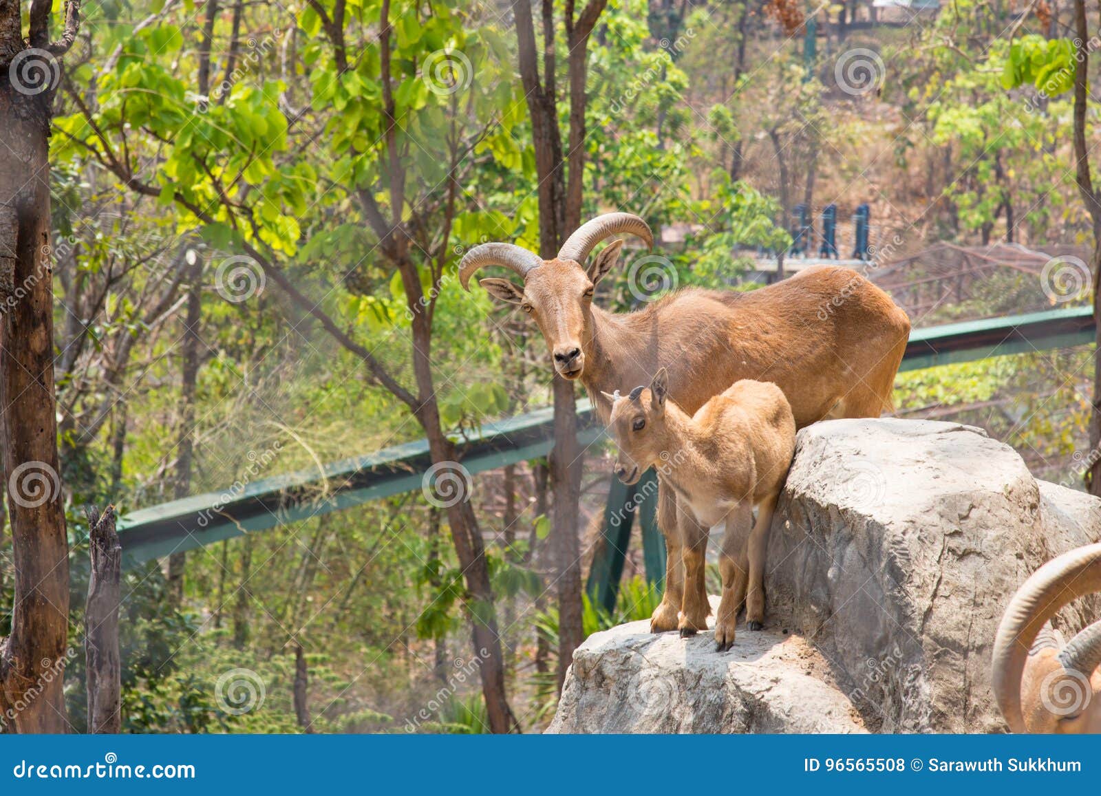 Kudde Van Berggeiten, Geiten in De Aardhabitat Stock Foto - Image of ...