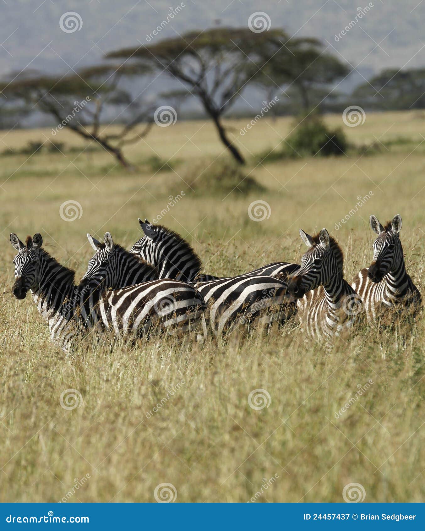 Kudde Van De Zebra Van Burchell. Stock Afbeelding - Image of glanzend ...