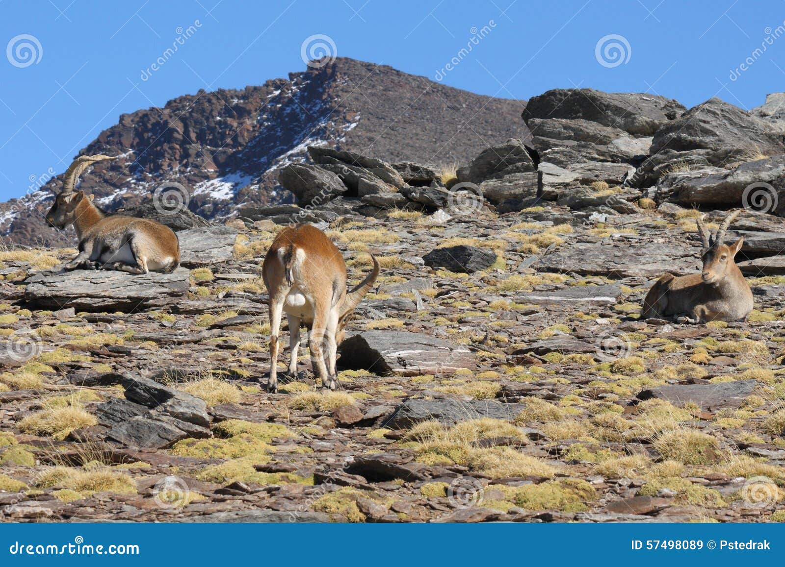 Kudde Van Het Wilde Geiten Weiden Stock Afbeelding - Image of groep ...