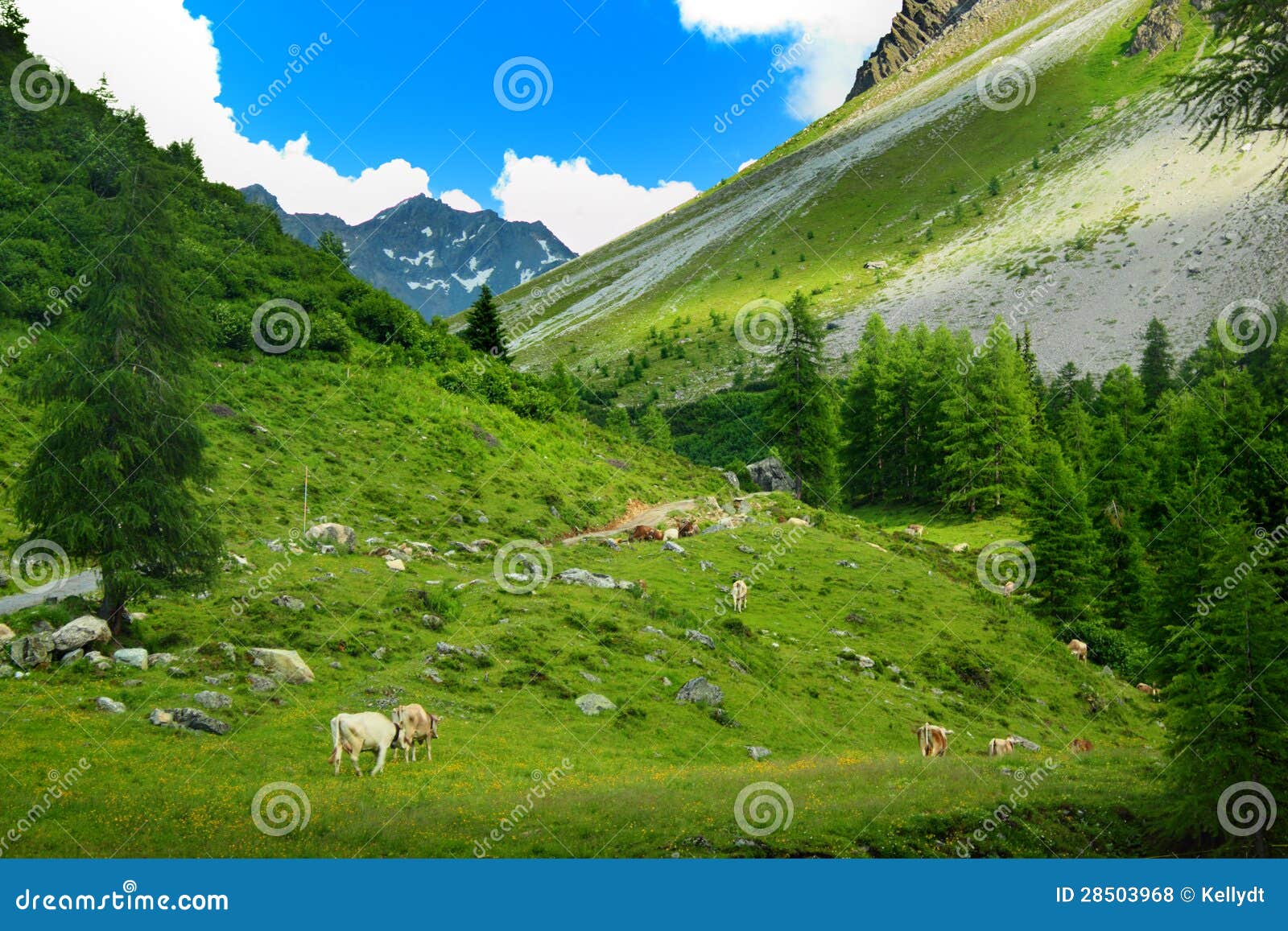 Kudde Van Koeien in Berglandschap Stock Foto - Image of voer, heuvels ...
