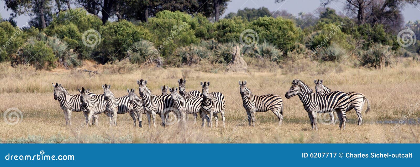 Kudde van Vlaktes Zebras stock afbeelding. Image of platteland - 6207717