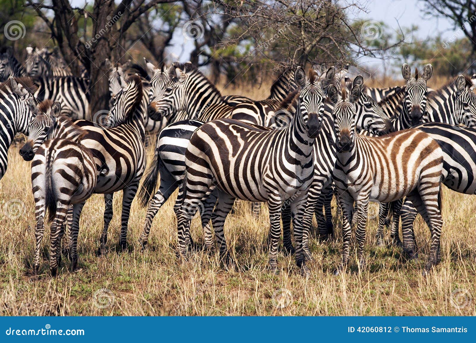 Kudde van Zebra stock foto. Image of afrika, serengeti - 42060812