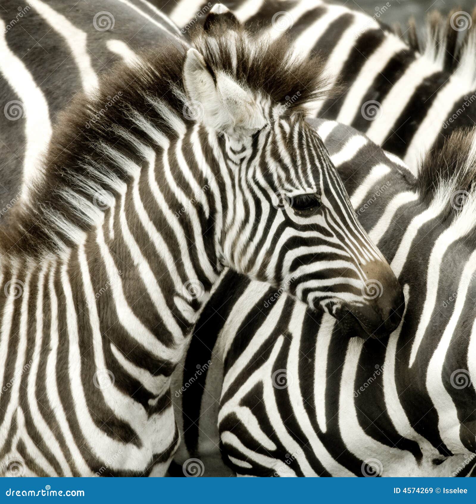 Kudde Van Zebra in Masai Mara Kenia Stock Afbeelding - Image of velen ...