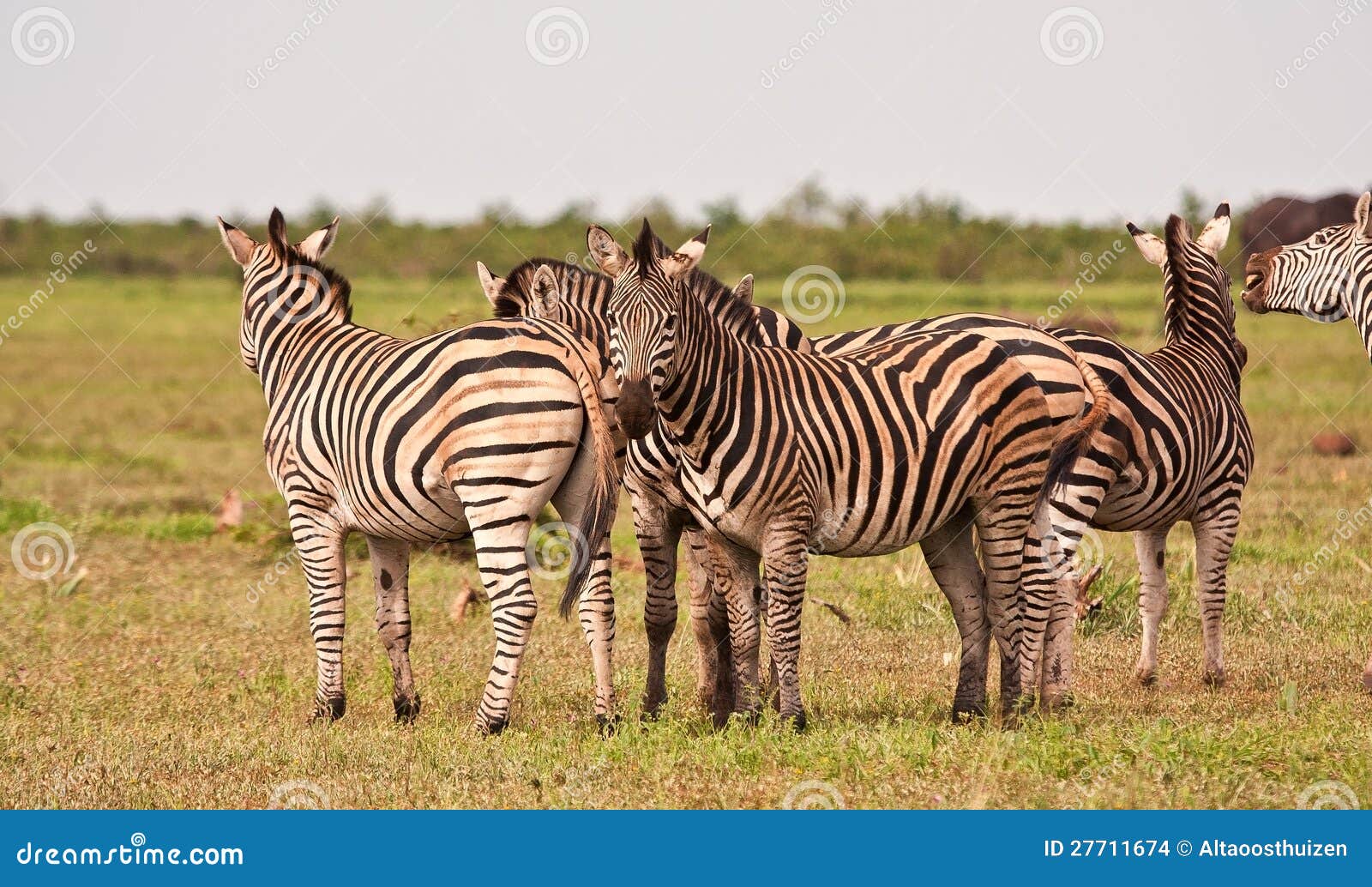 Kudde Van Zebra Op Een Grasvlakte Stock Foto - Image of kudde, gedrag ...