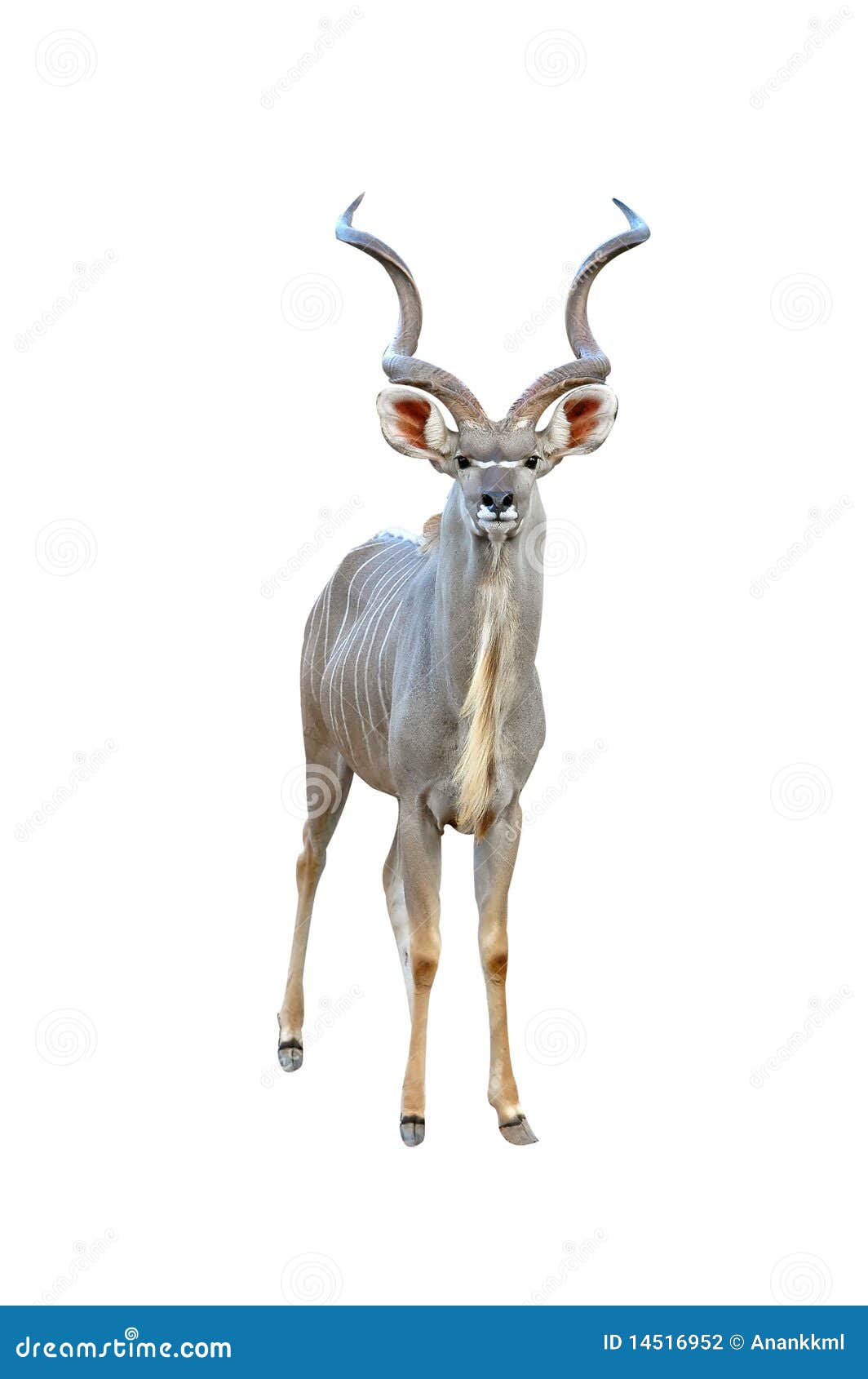 Kudu Royalty-Free Stock Photography | CartoonDealer.com #37247123