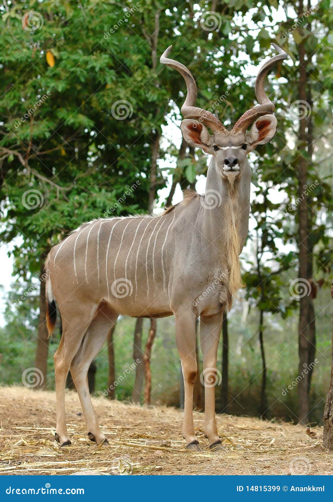 Kudu Picture. Image: 14815399