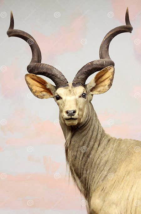 Kudu stock photo. Image of safari, beautiful, herbivore - 15483820