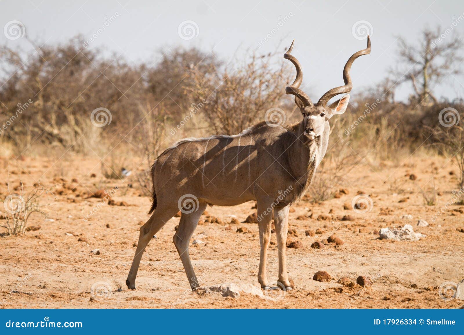 Kudu stock photo. Image of namibia, tragelaphus, mammal - 17926334