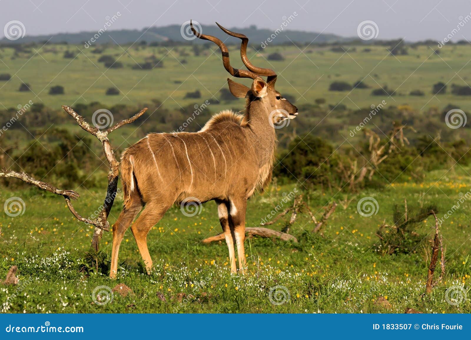 Kudu stock image. Image of kudu, antelope, grazer, game - 1833507