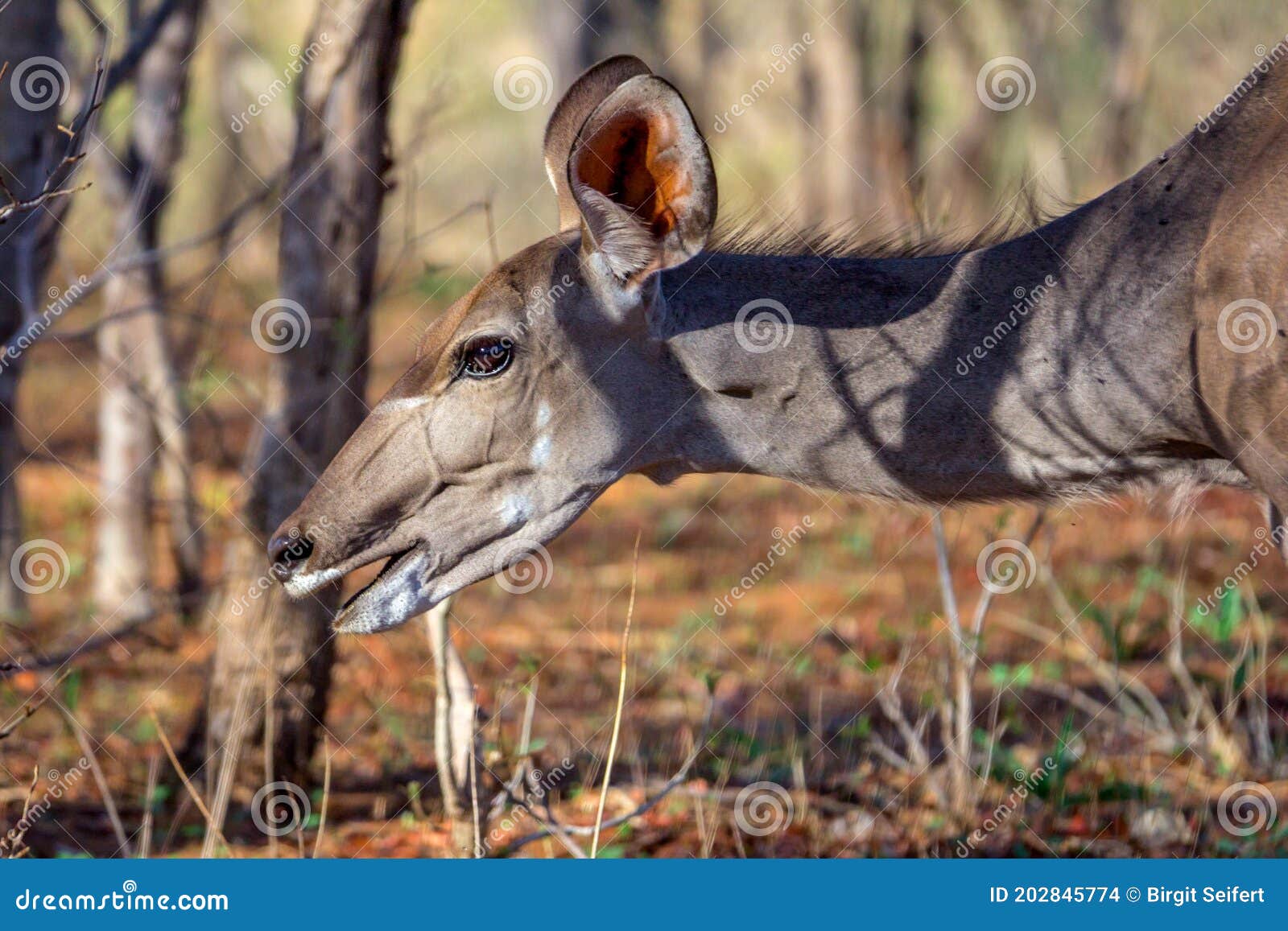 A kudu in search of food. stock photo. Image of trocken - 202845774