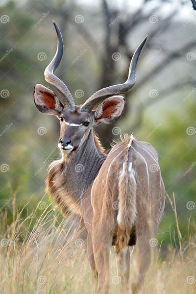 Kudu stock photo. Image of imberbis, park, male, south - 22979940