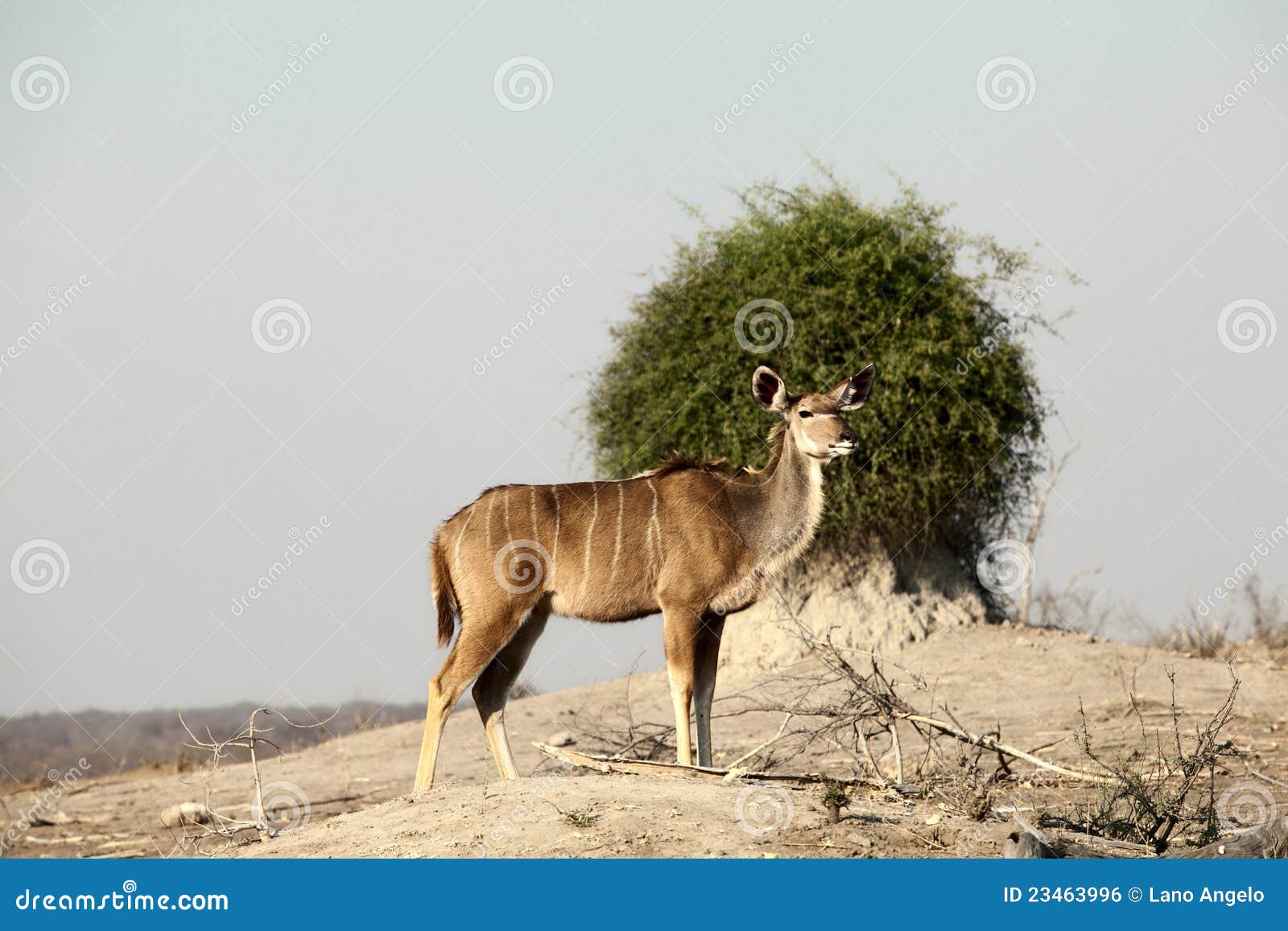 Kudu stock photo. Image of safari, size, game, african - 23463996