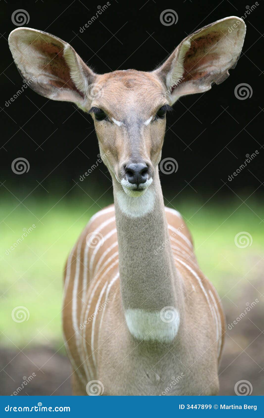 Kudu stock image. Image of africa, imberbis, nose, safari - 3447899