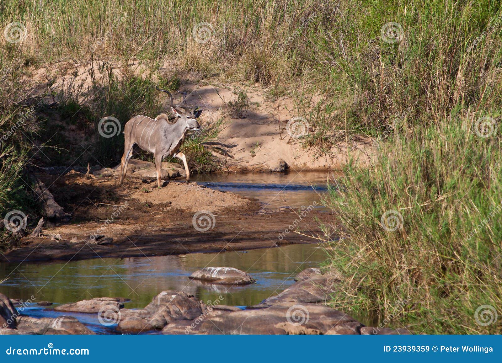 Kudu Animal Near a River Bed Stock Image - Image of wildlife, savannah ...