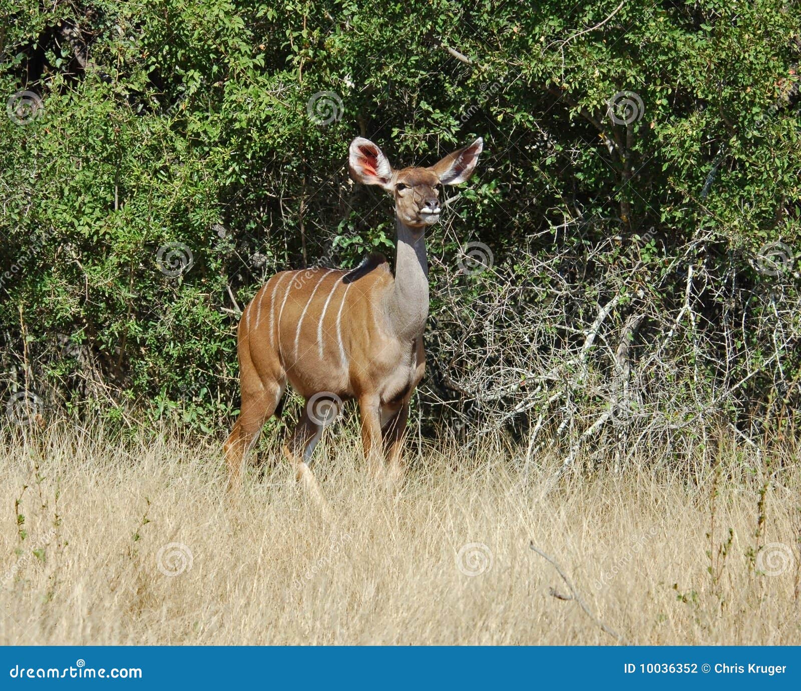 Kudu Antelope stock photo. Image of herbivore, kudu, beauty - 10036352