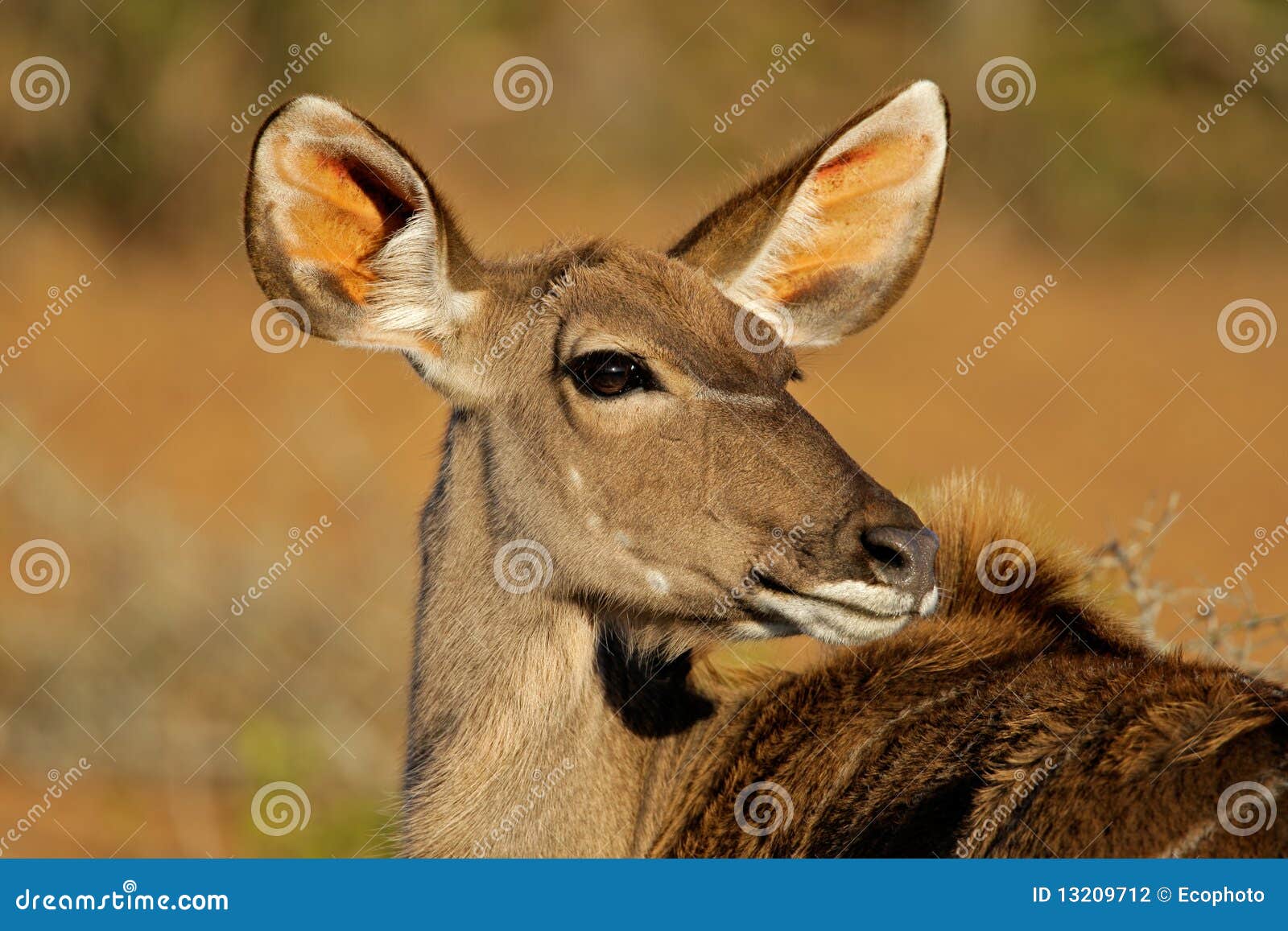 Kudu antelope stock photo. Image of africa, animal, safari - 13209712