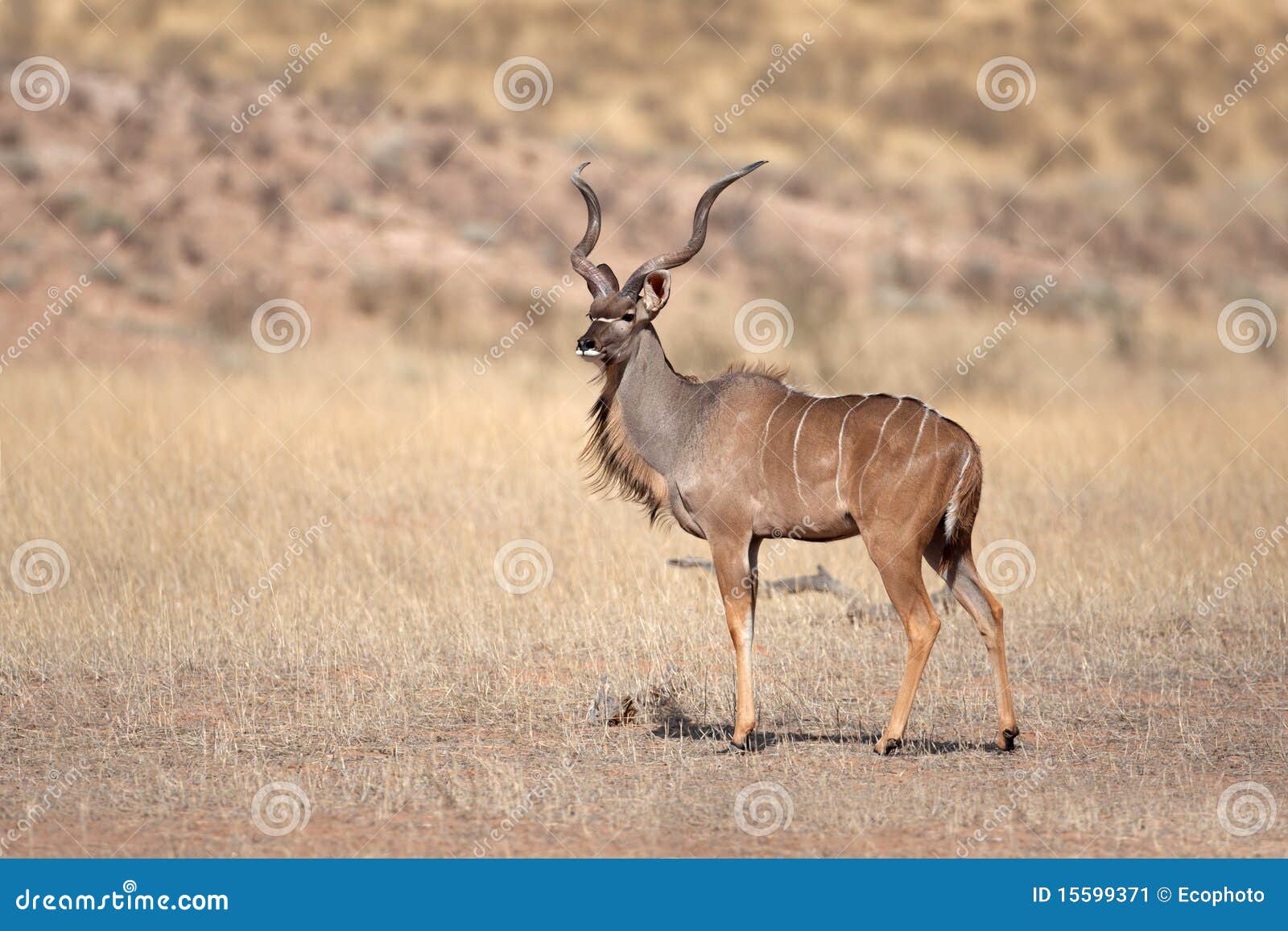 Kudu antelope stock image. Image of wild, kgalagadi, alert - 15599371
