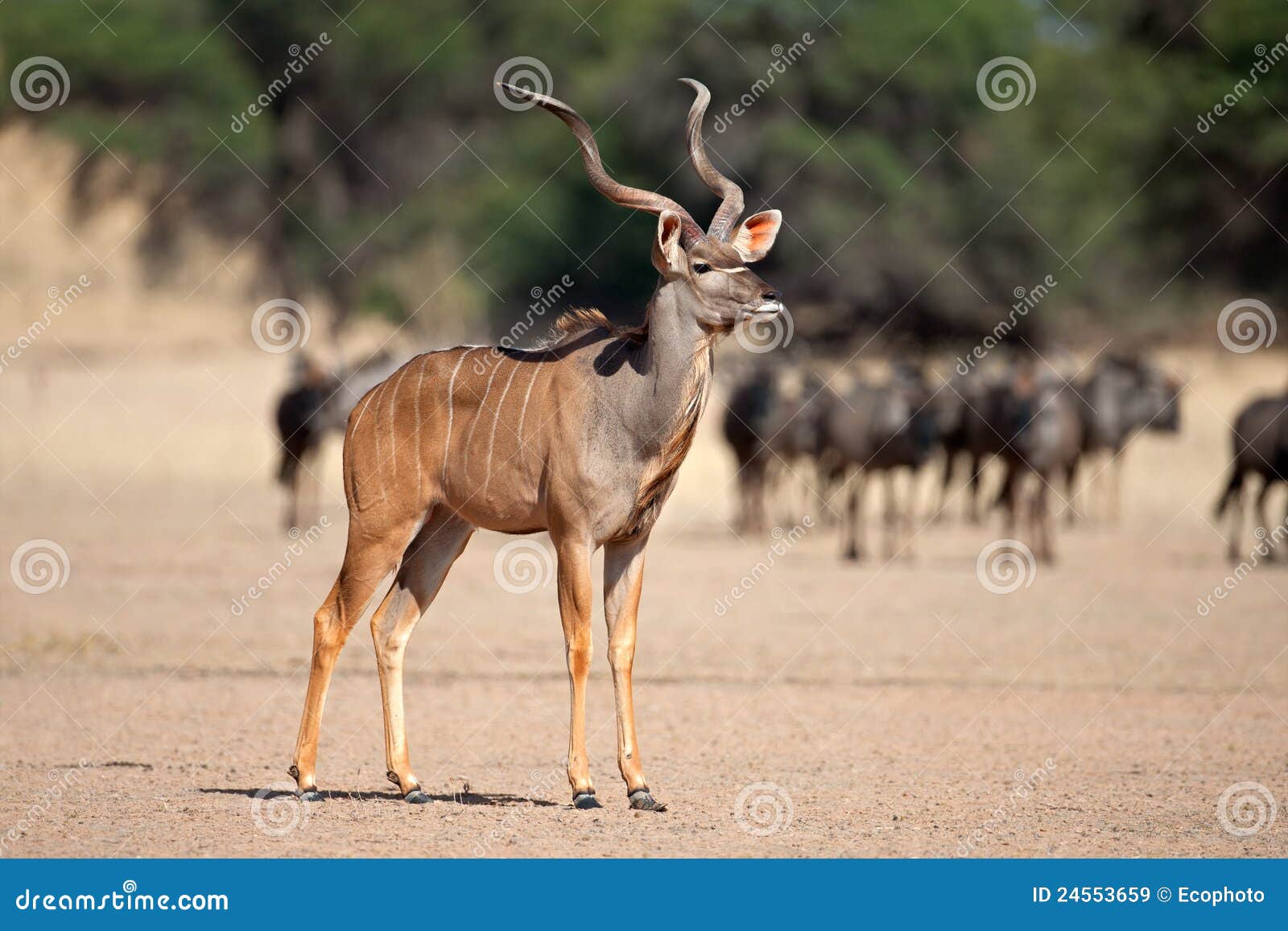 Kudu antelope stock image. Image of antelope, southern - 24553659