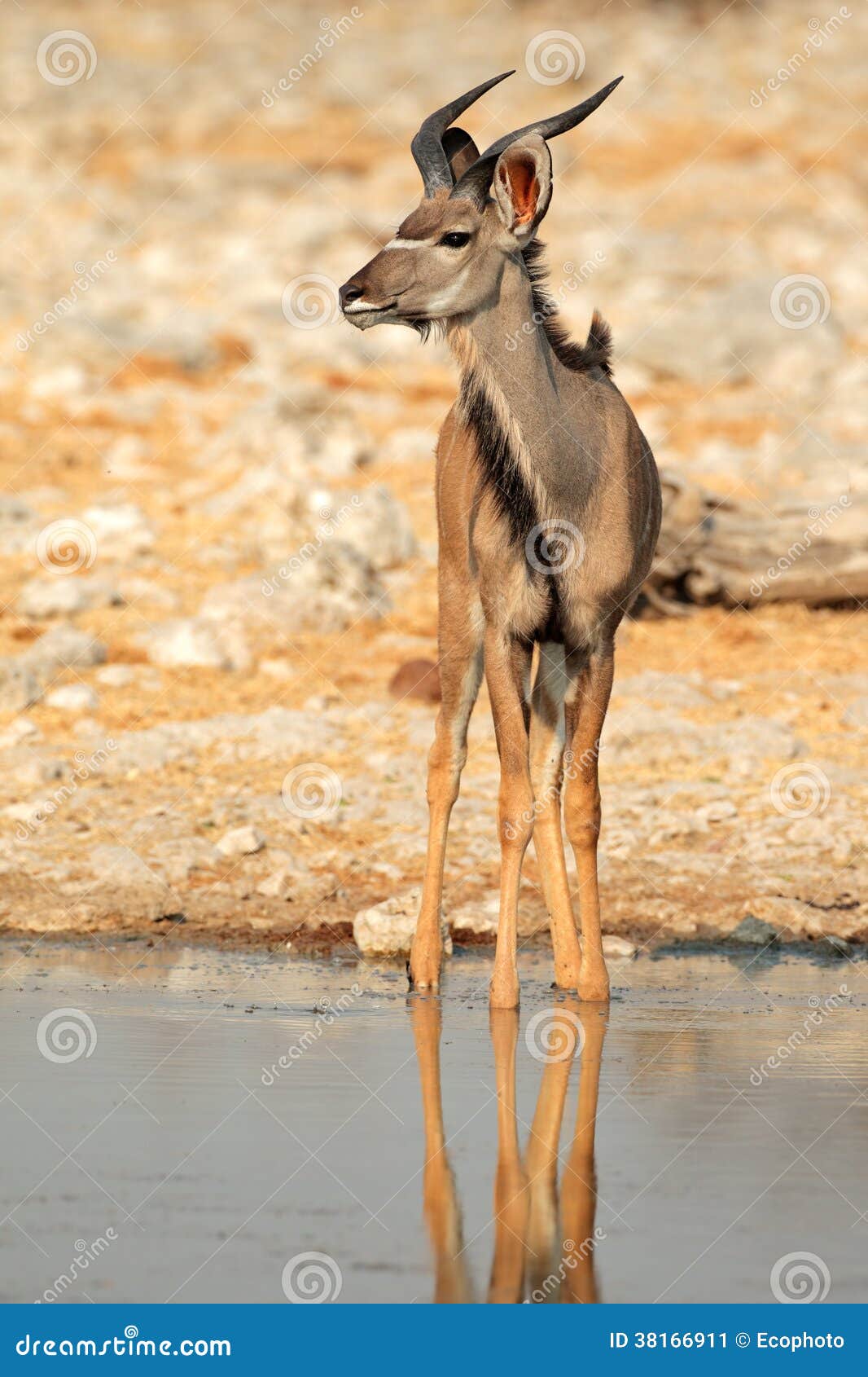 Kudu antelope stock image. Image of watchful, wading - 38166911