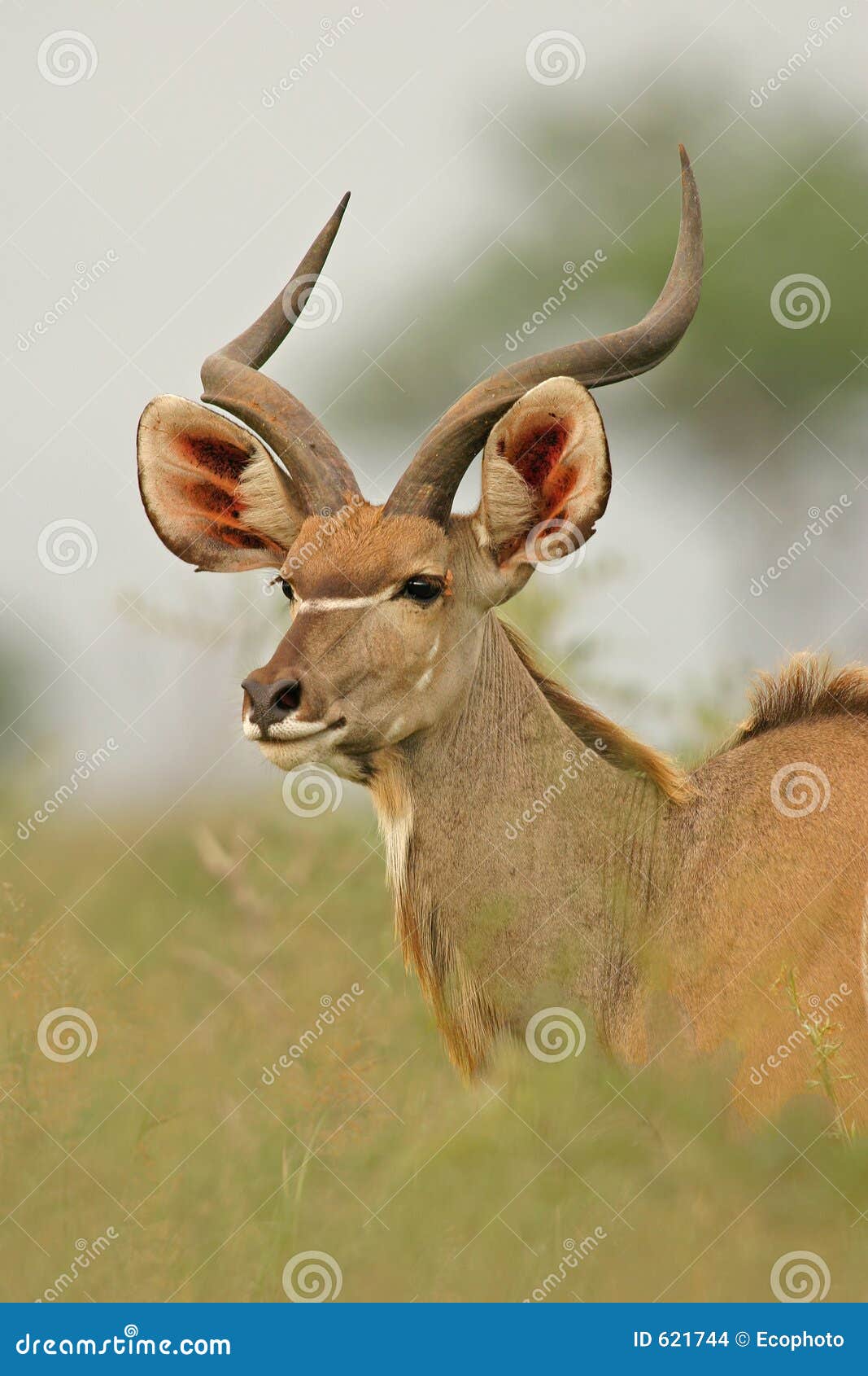 Kudu antelope stock photo. Image of kudu, safari, mammal - 621744