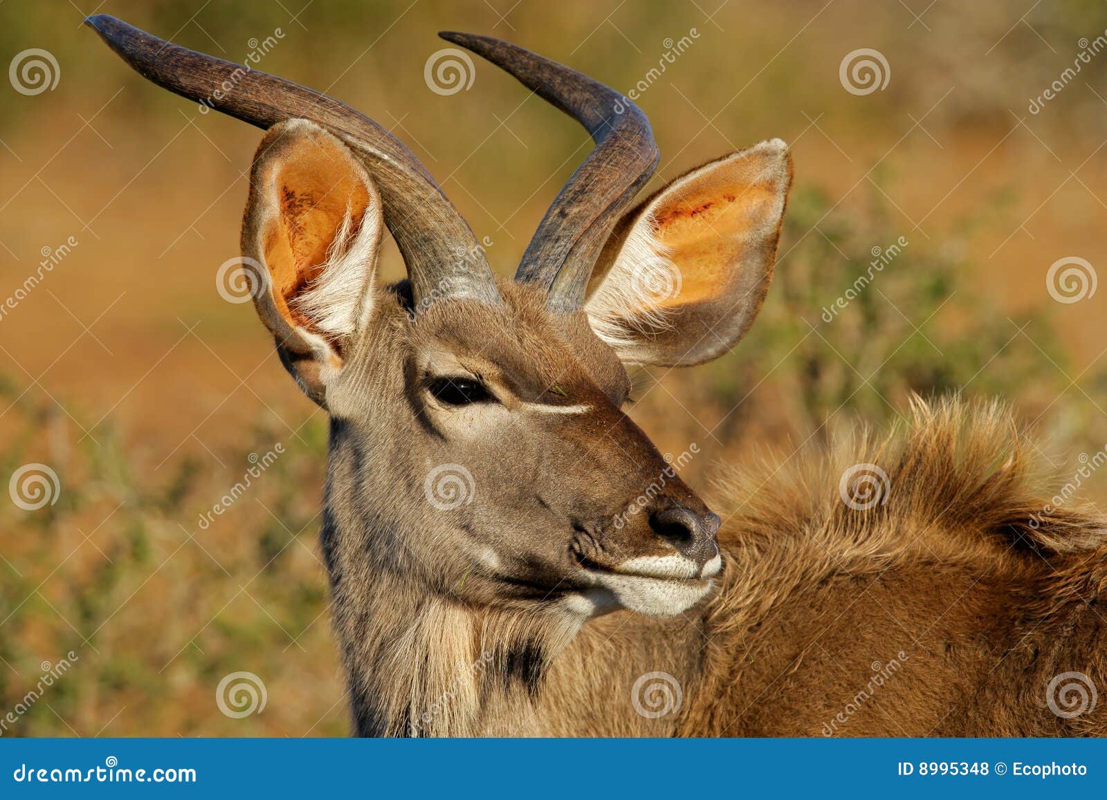 Kudu antelope stock photo. Image of stripes, mammal, kudu - 8995348