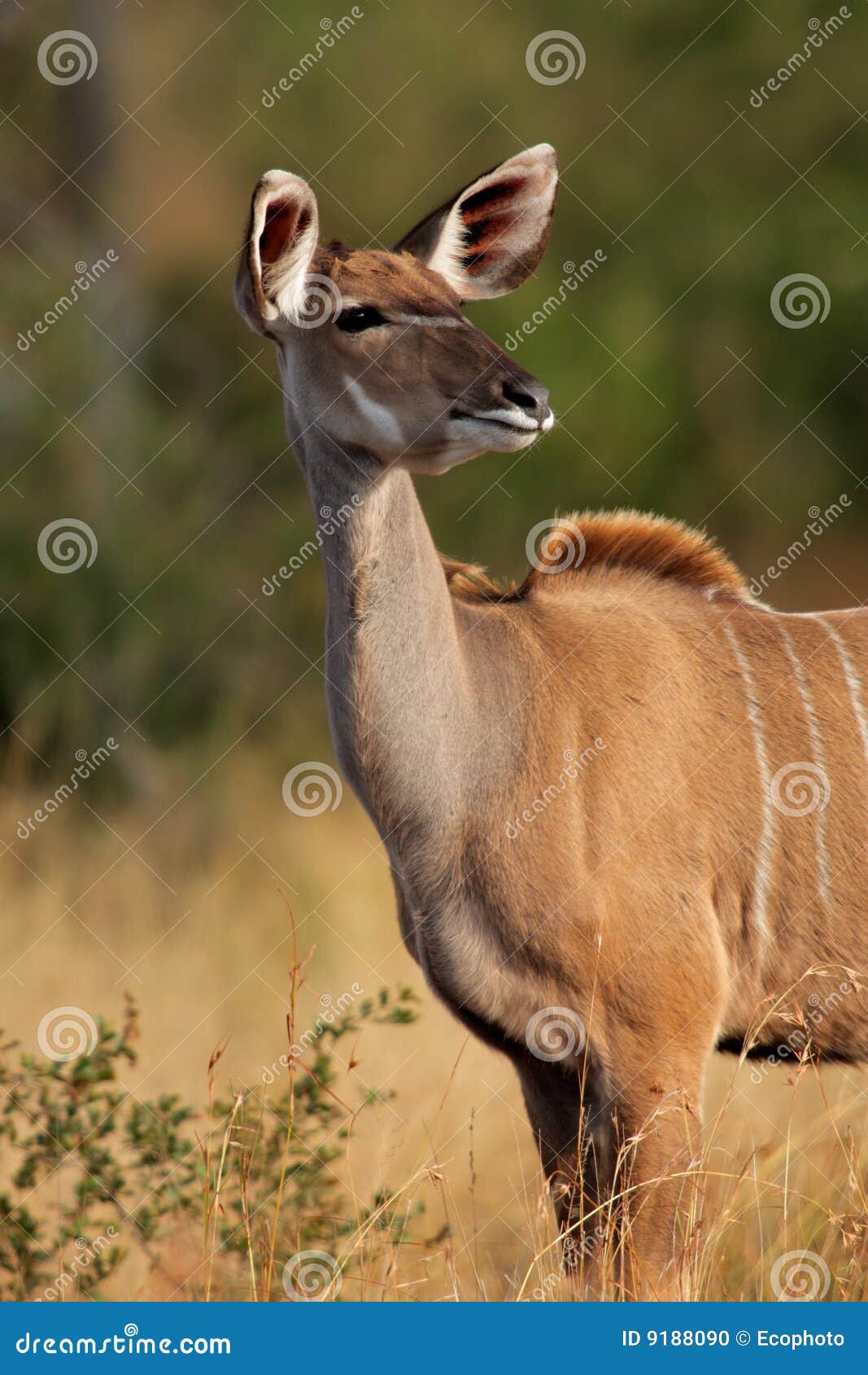 Kudu antelope stock photo. Image of tragelaphus, wilderness - 9188090