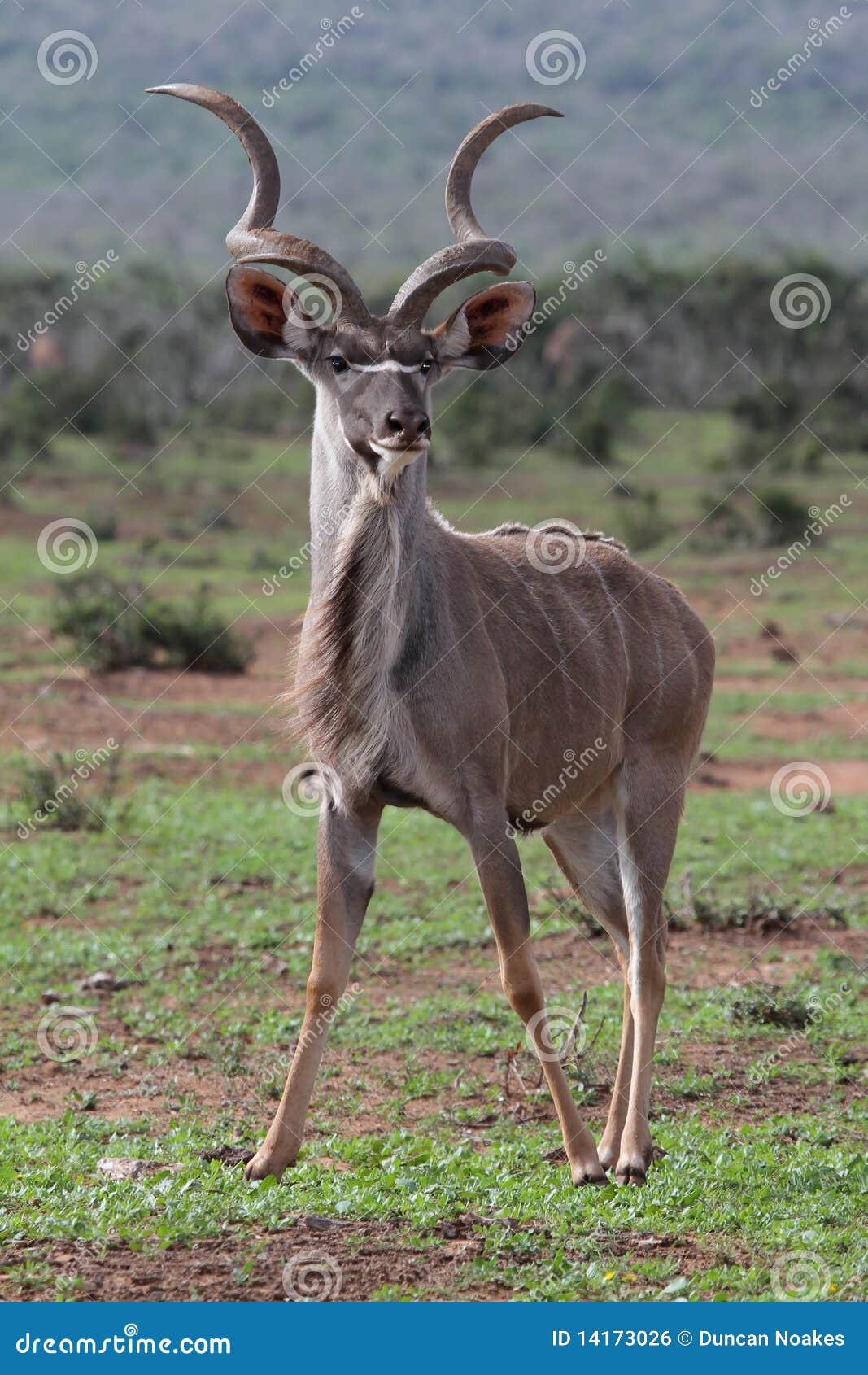 Kudu Antelope Bull stock photo. Image of mammal, savannah - 14173026