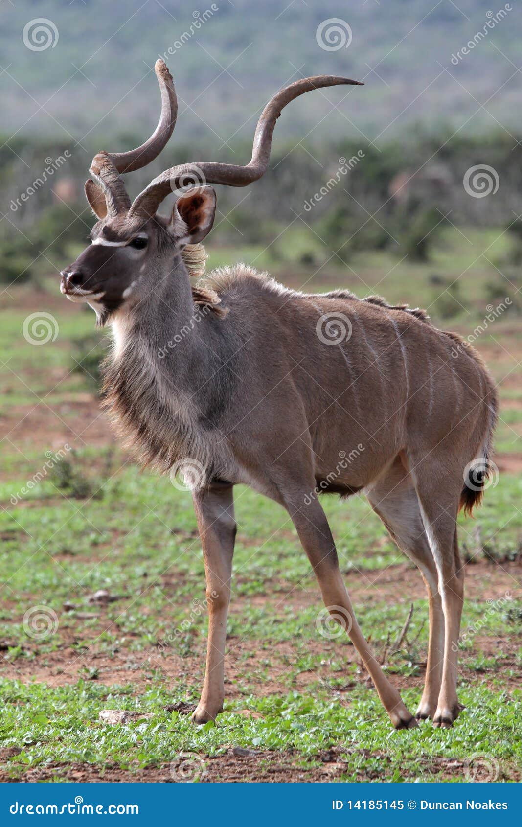 Kudu Antelope Bull stock image. Image of portrait, savannah - 14185145