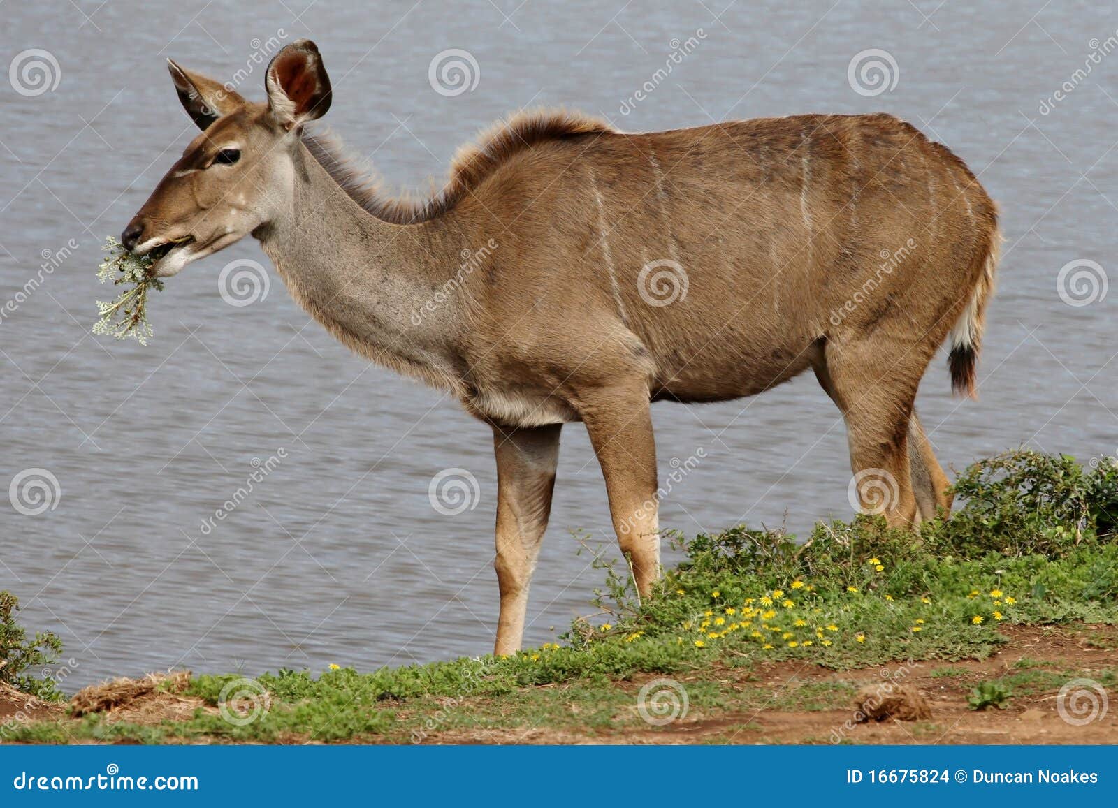 Kudu Antelope Eating stock photo. Image of flowers, horizontal - 16675824
